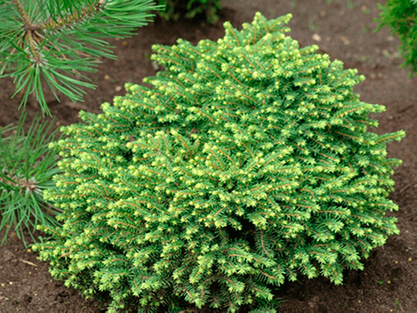 Dekoratīvo skuju koku stādi. Zvani SIA"Brenta": +371 26666728