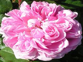 Parka rozes- Rose de resht; Polar ice. Stādaudzētava Siguldā.